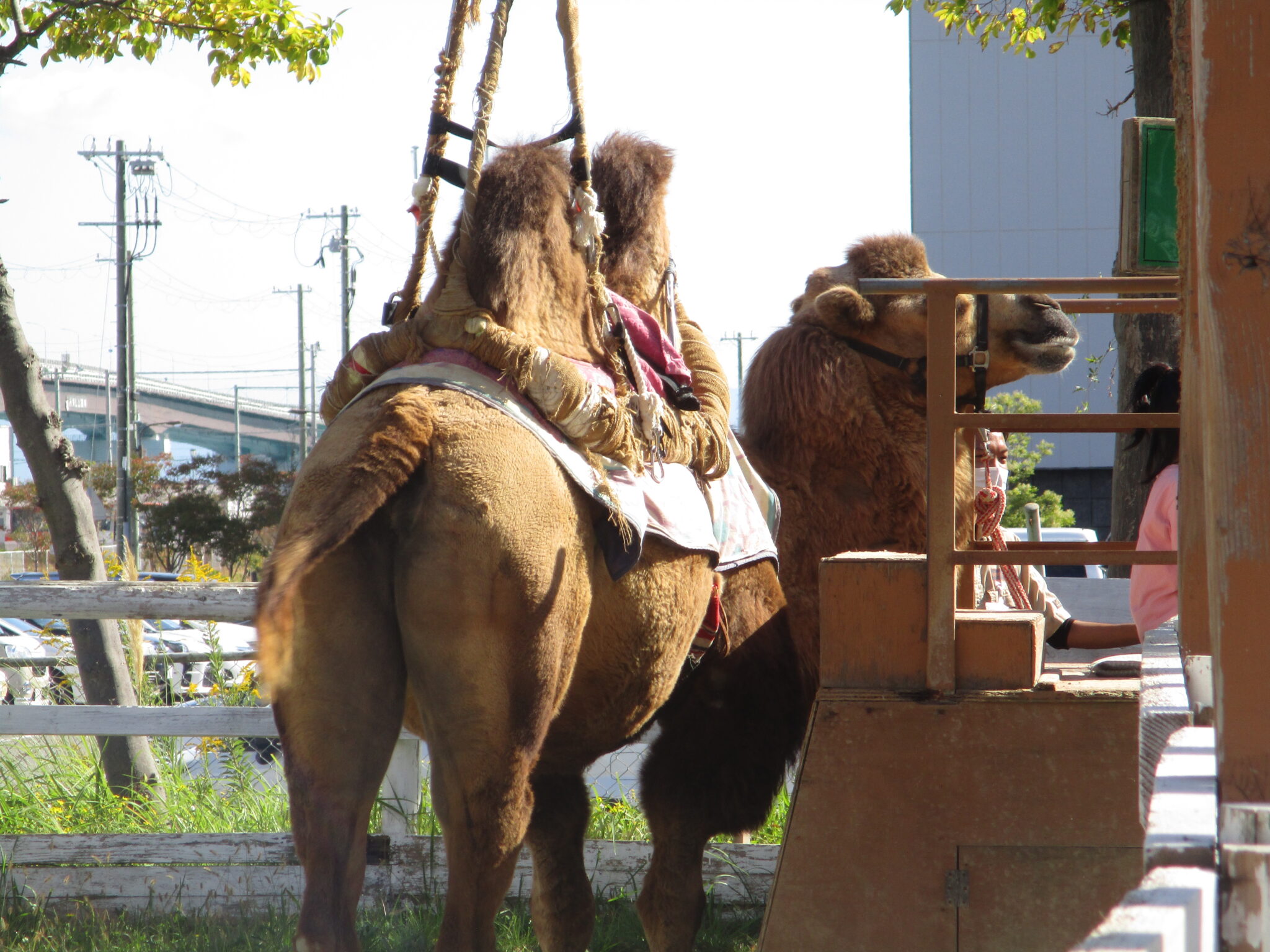 IMG_0356 | 東大阪青い鳥学園